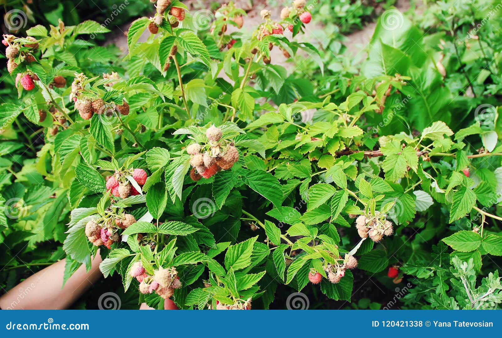 A bush of a big raspberry. stock photo. Image of bush - 120421338