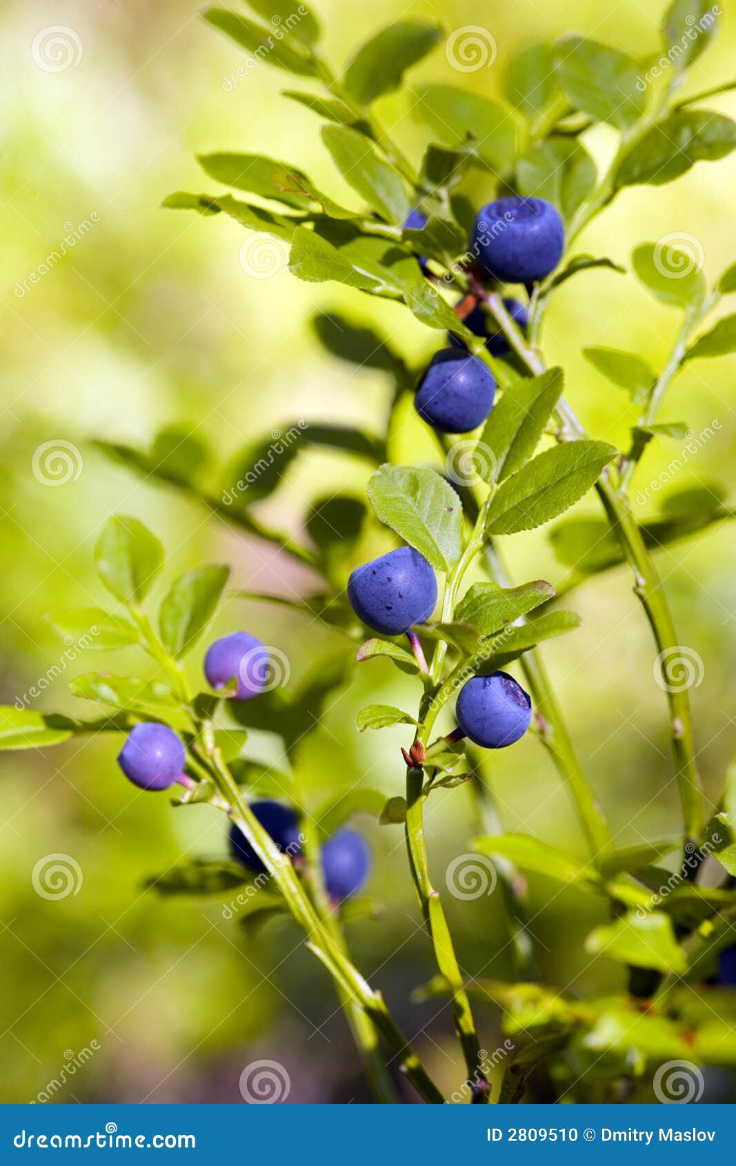 Bush of a bilberry stock photo. Image of gourmet, grow - 2809510