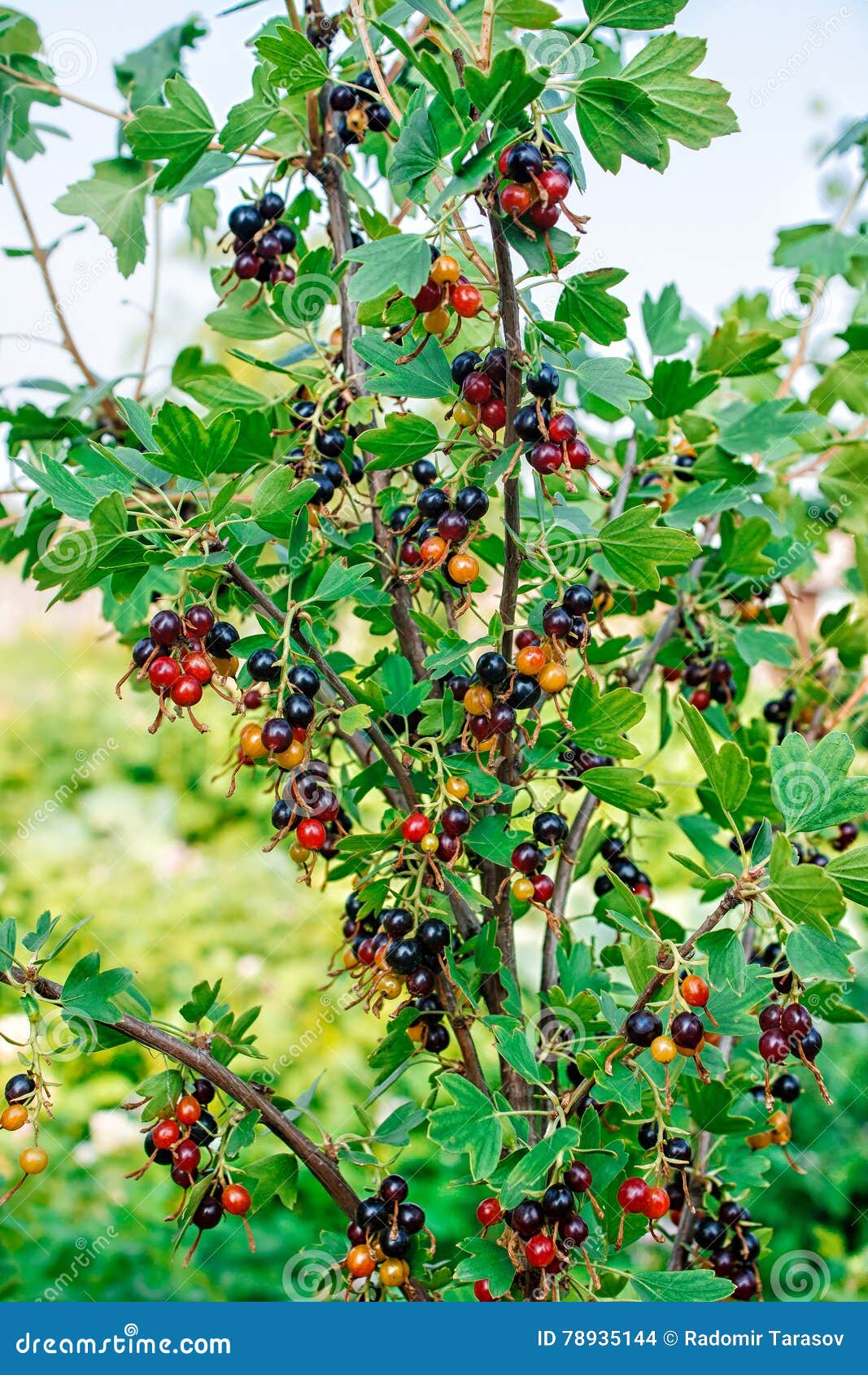 Bush of black currants stock photo. Image of harvest - 78935144