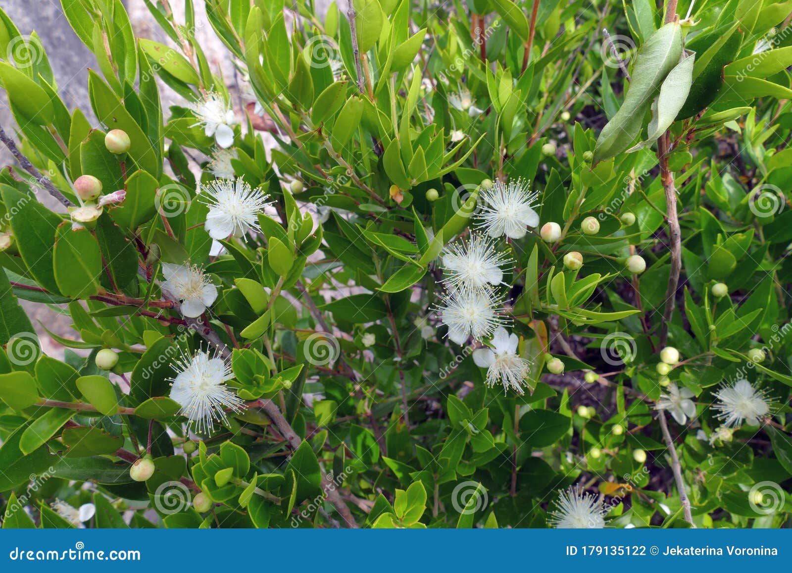 Bush in Bloom, Typical of the Mediterranean Scrub Stock Photo - Image ...