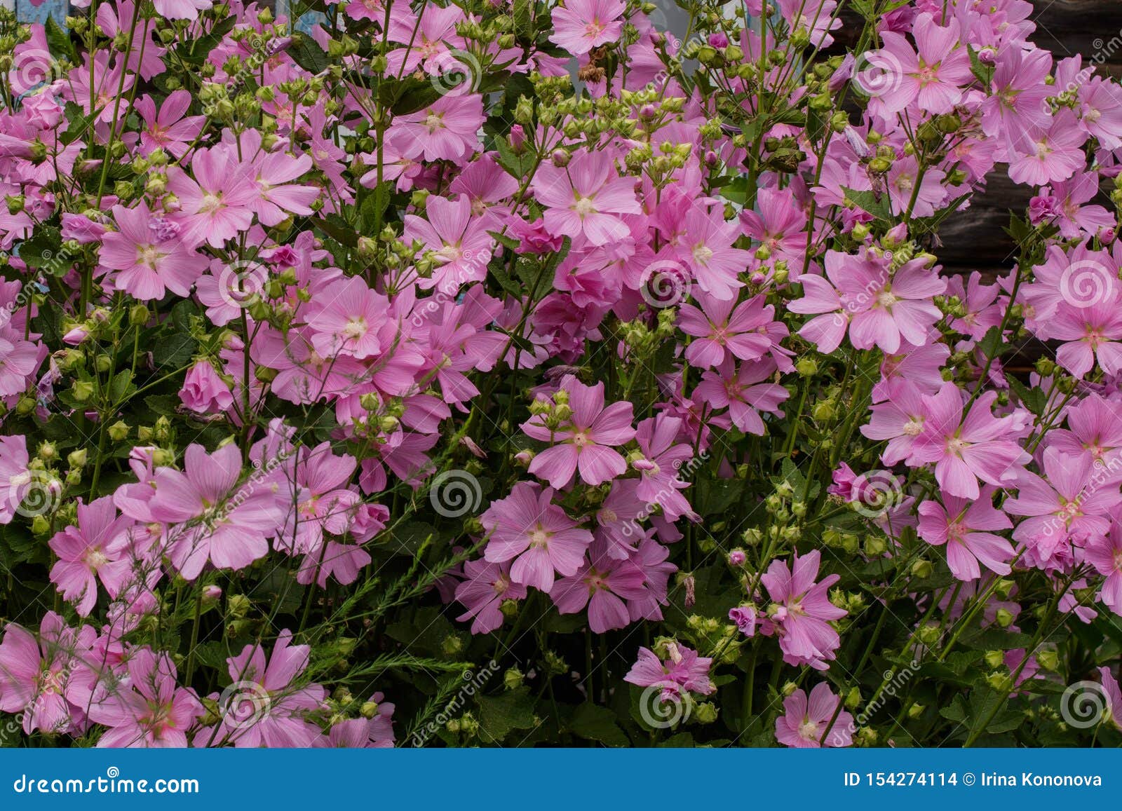 Bush Blooming Delicate Pink Mallow Stock Photo - Image of celebration ...