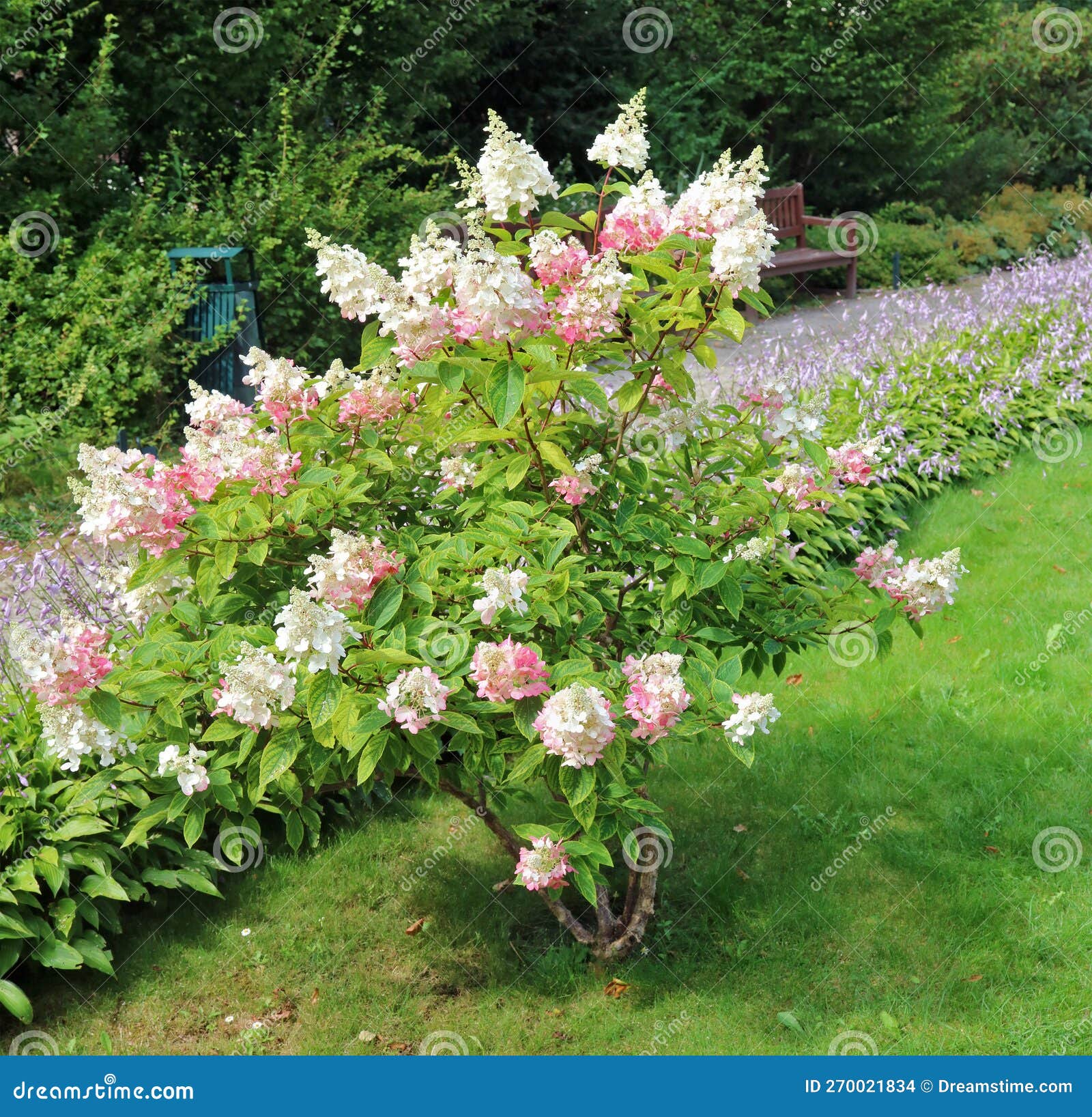 Bush of Blooming Pink Hydrangea in the City Garden Stock Photo - Image ...