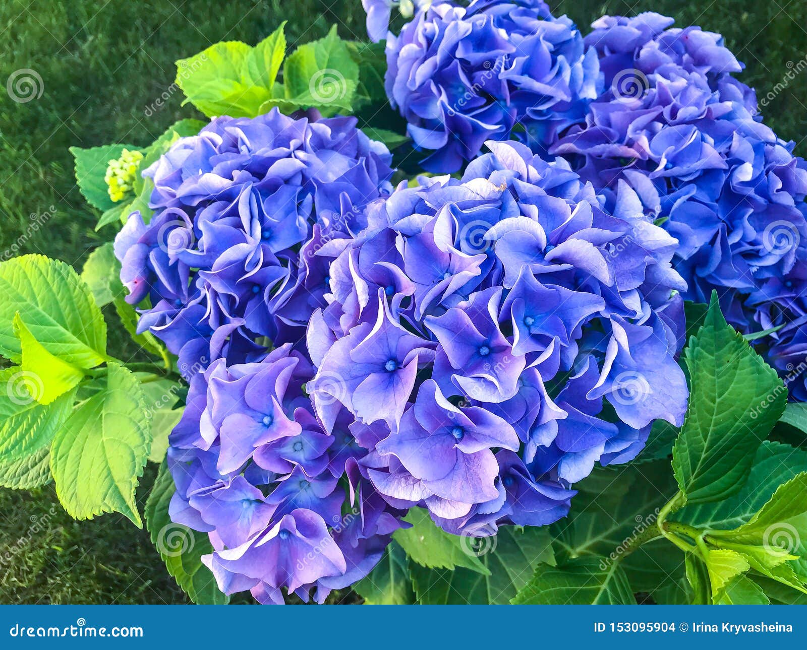 Bush of Blooming Purple Hydrangeas Stock Photo - Image of bloom, petal ...