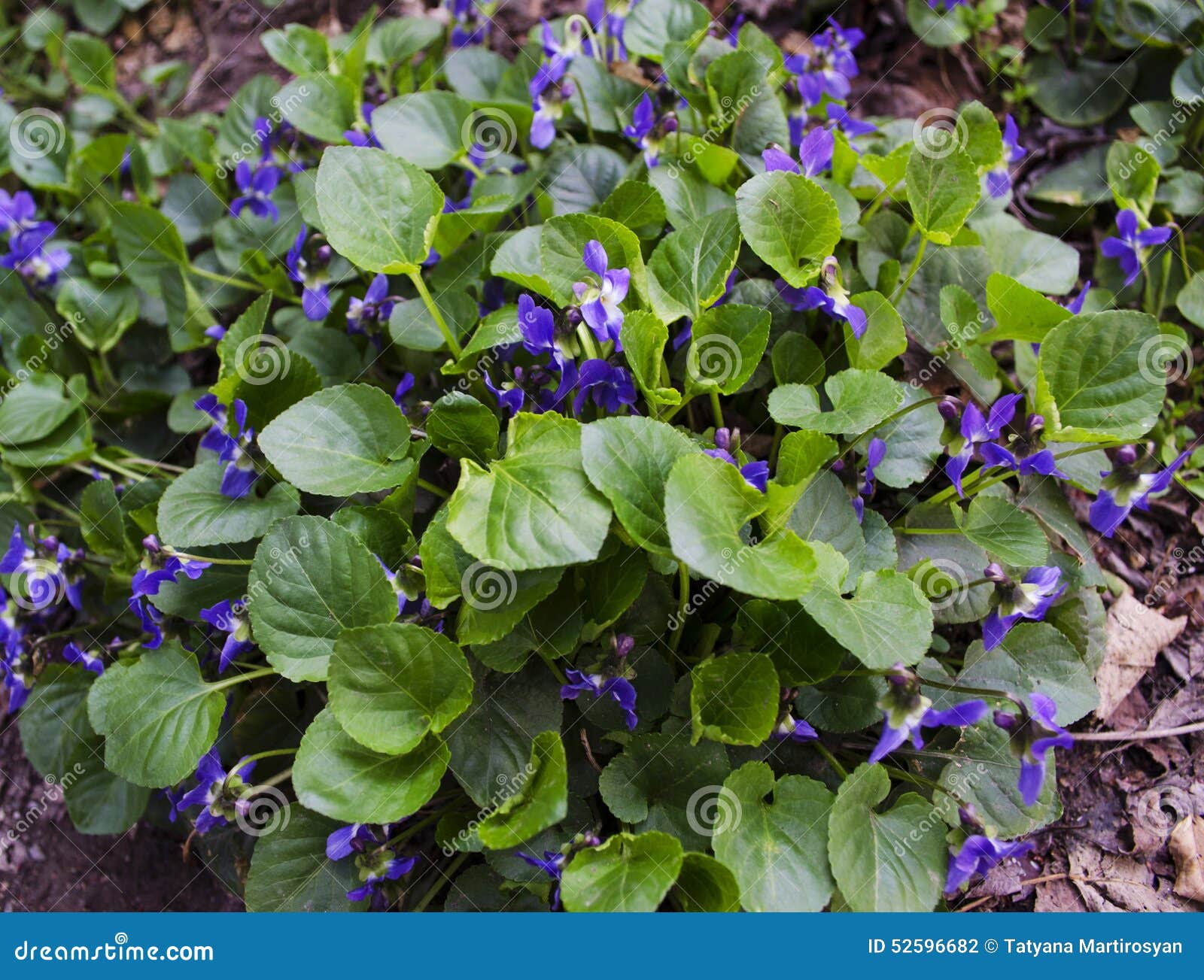 Bush Blooming Violets on the Ground Stock Illustration - Illustration ...