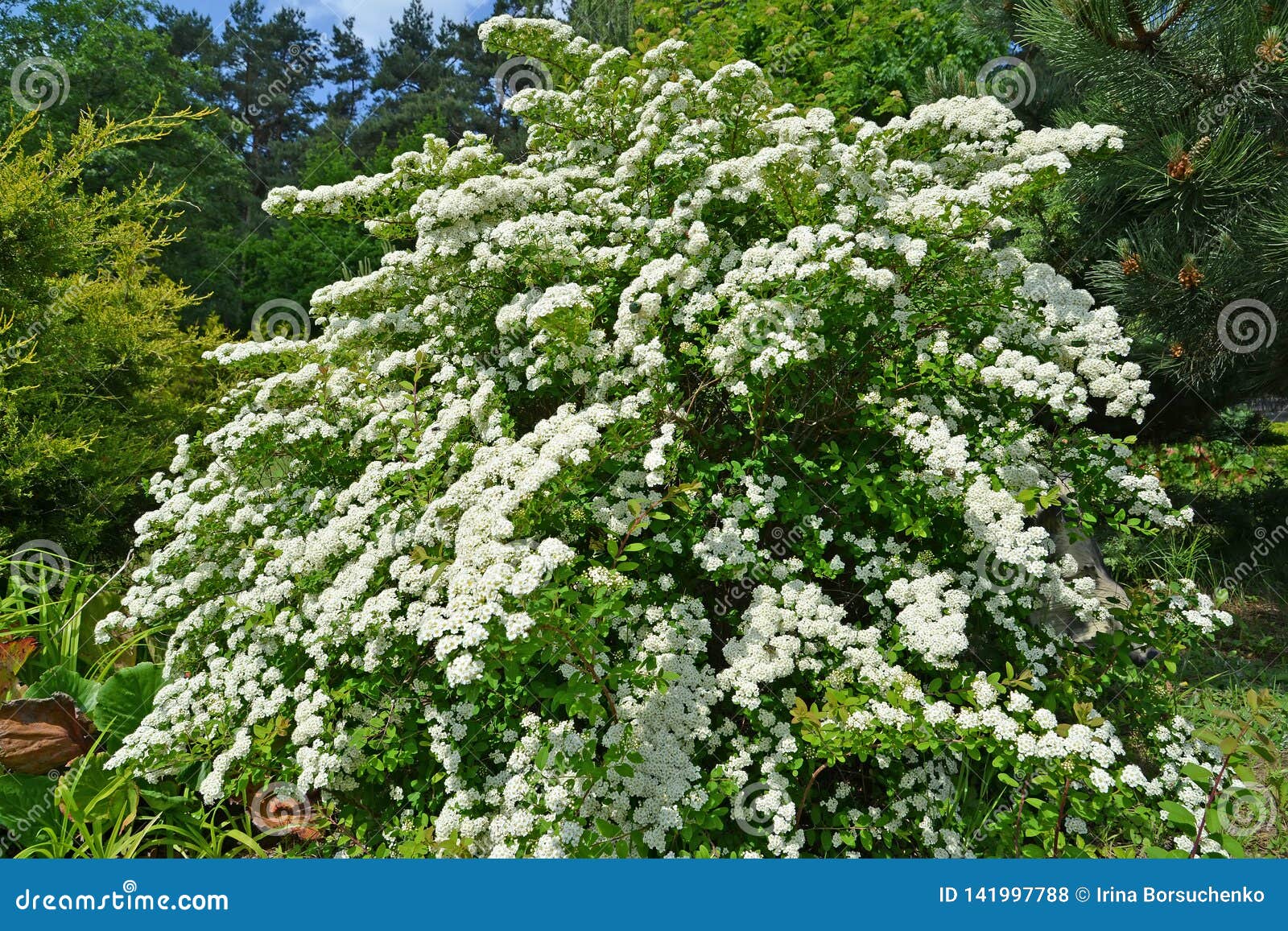 Bush of the Blossoming Spireya Spiraea Hypericifolia L Stock Photo ...