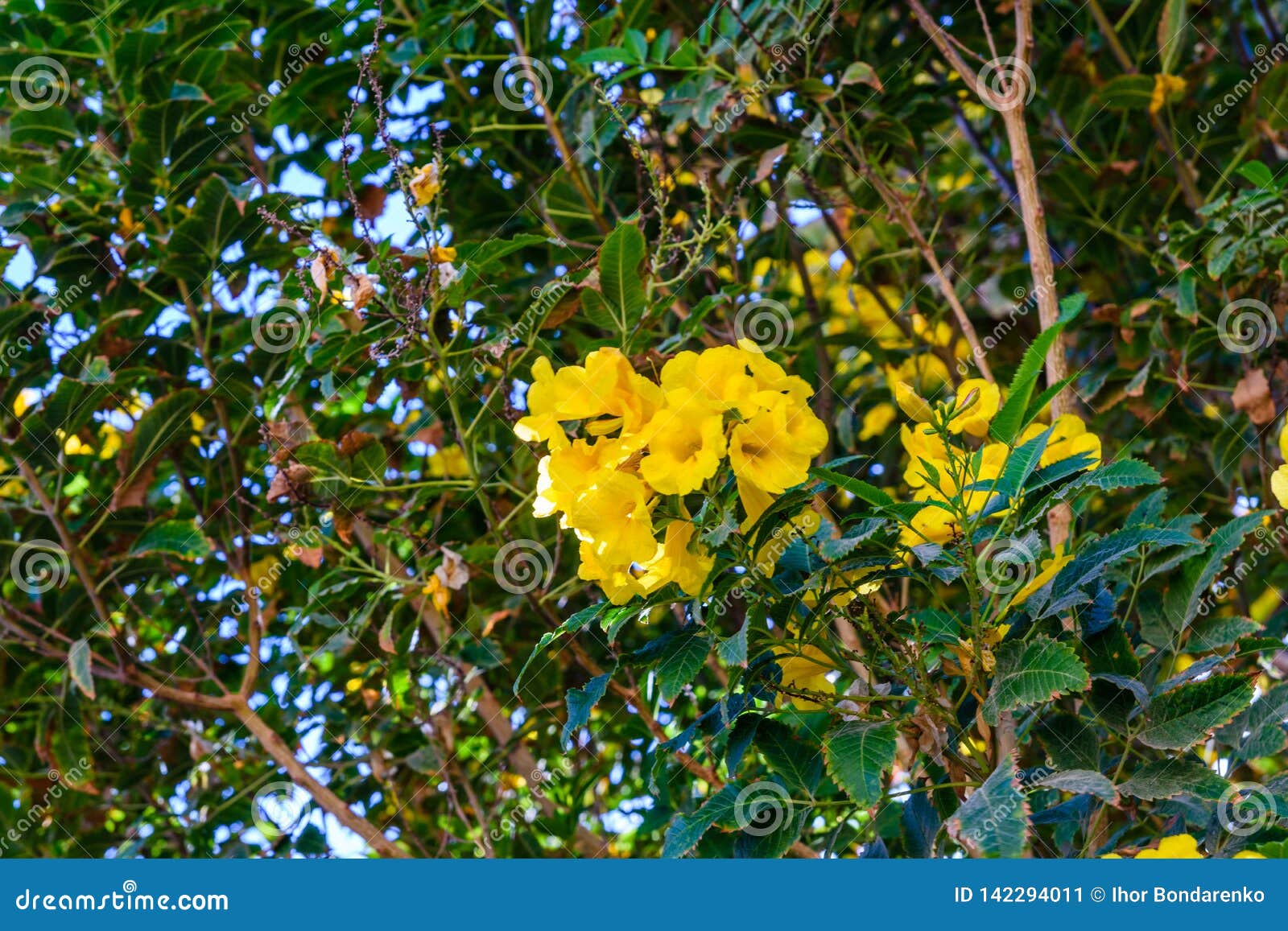 Bush of the Blossoming Tecoma Stans Also Called Ginger Thomas, Trumpet ...