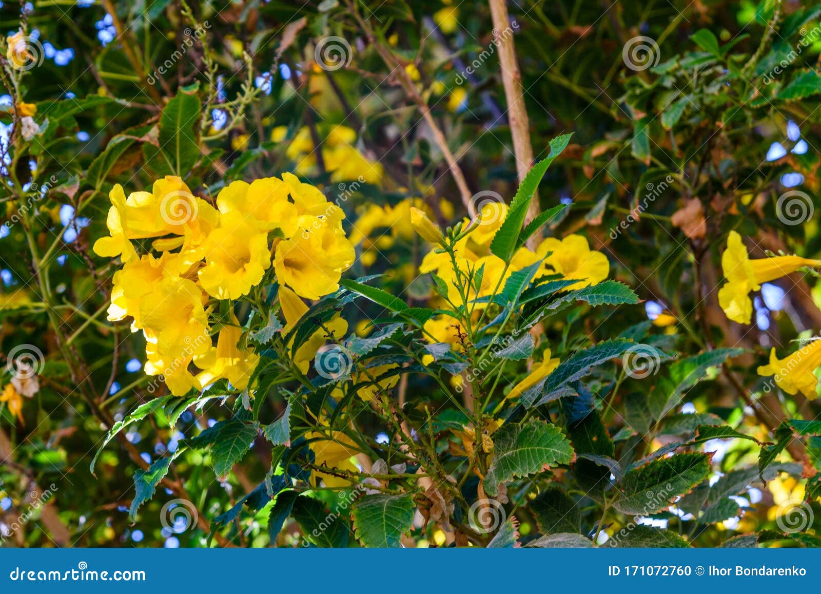 Bush of the Blossoming Tecoma Stans Also Called Ginger Thomas, Trumpet ...