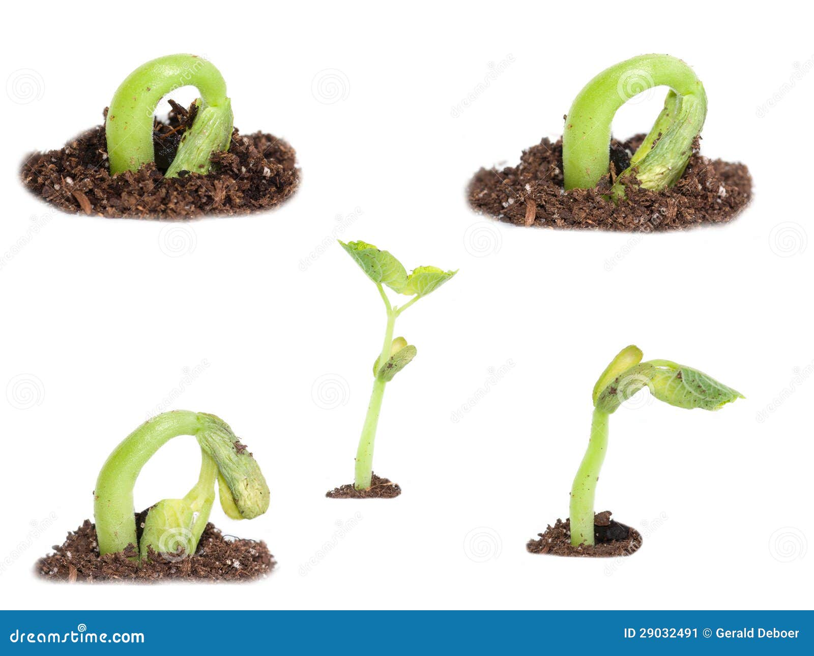 Bush-Bohnen-Keimung stockbild. Bild von gärtnern, botanisch - 29032491