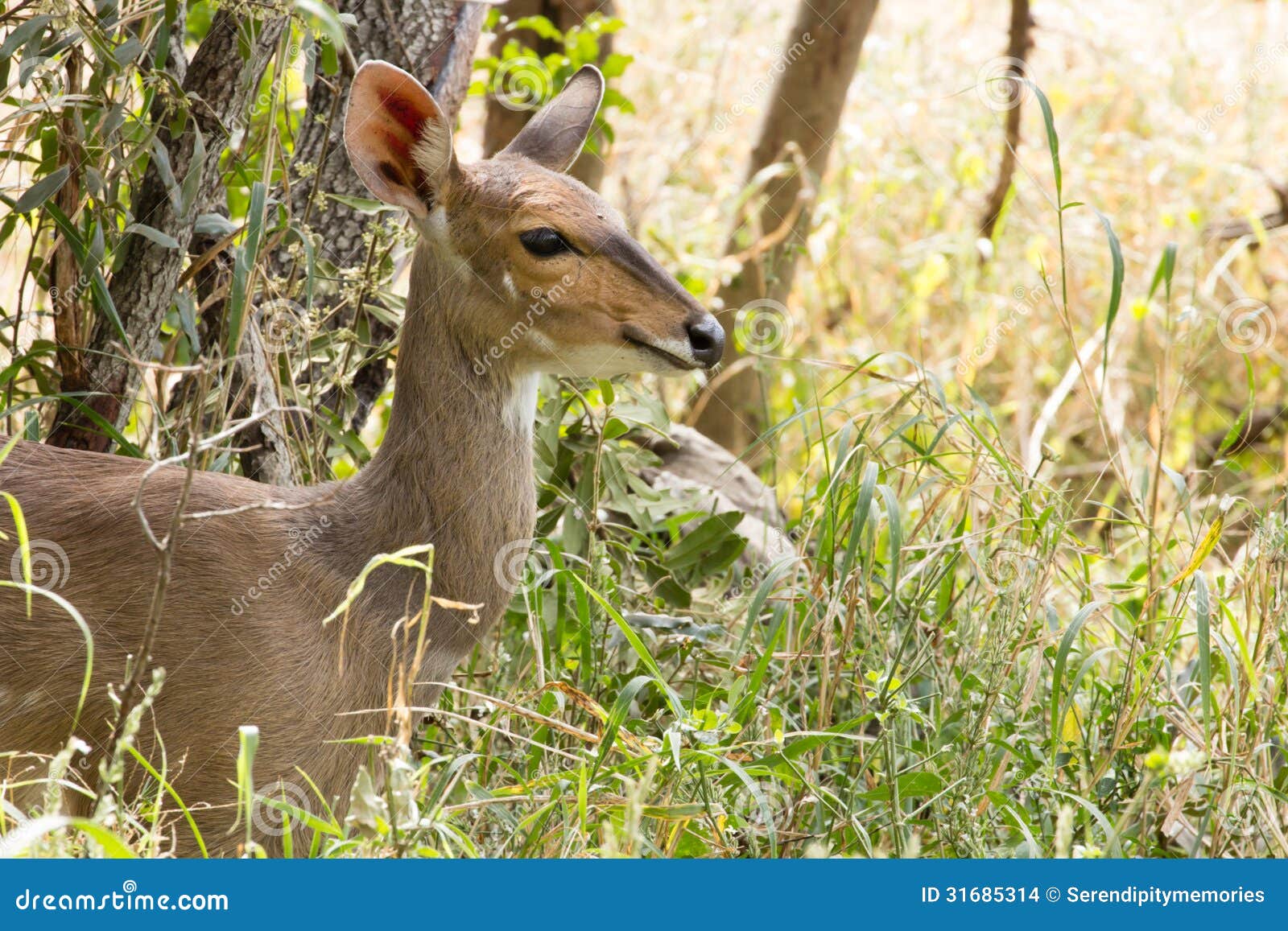 Bush-bok - Tragelaphus-sylvaticus Stock Foto - Image of gazelle, leugen ...