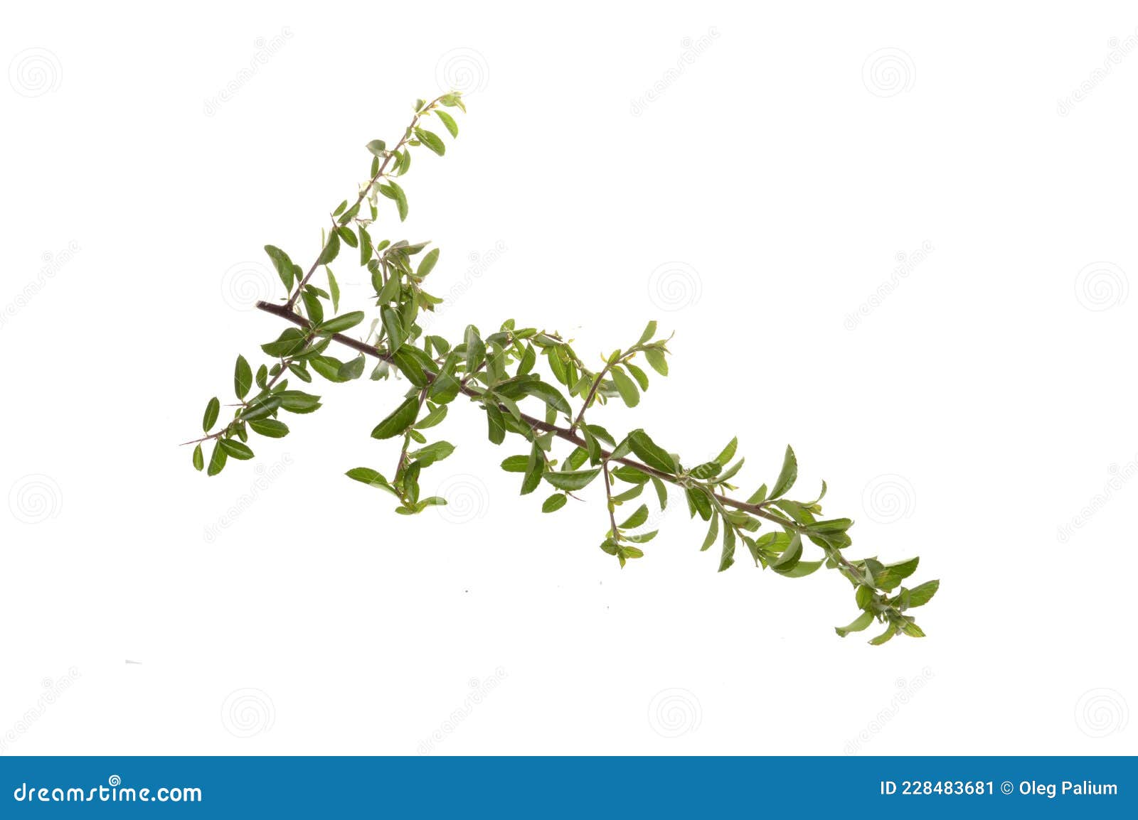 Bush Branch Isolated on White Background Stock Image - Image of ...