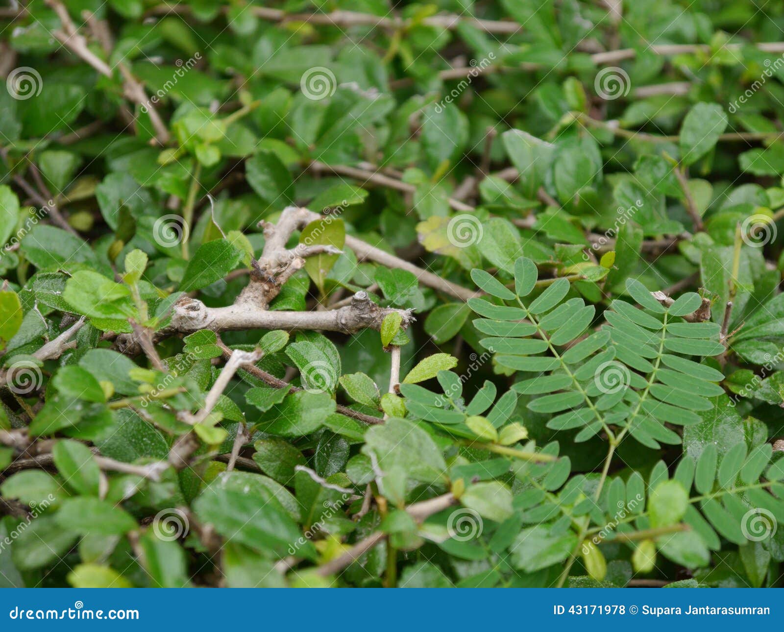 Bush and branch editorial stock photo. Image of green - 43171978