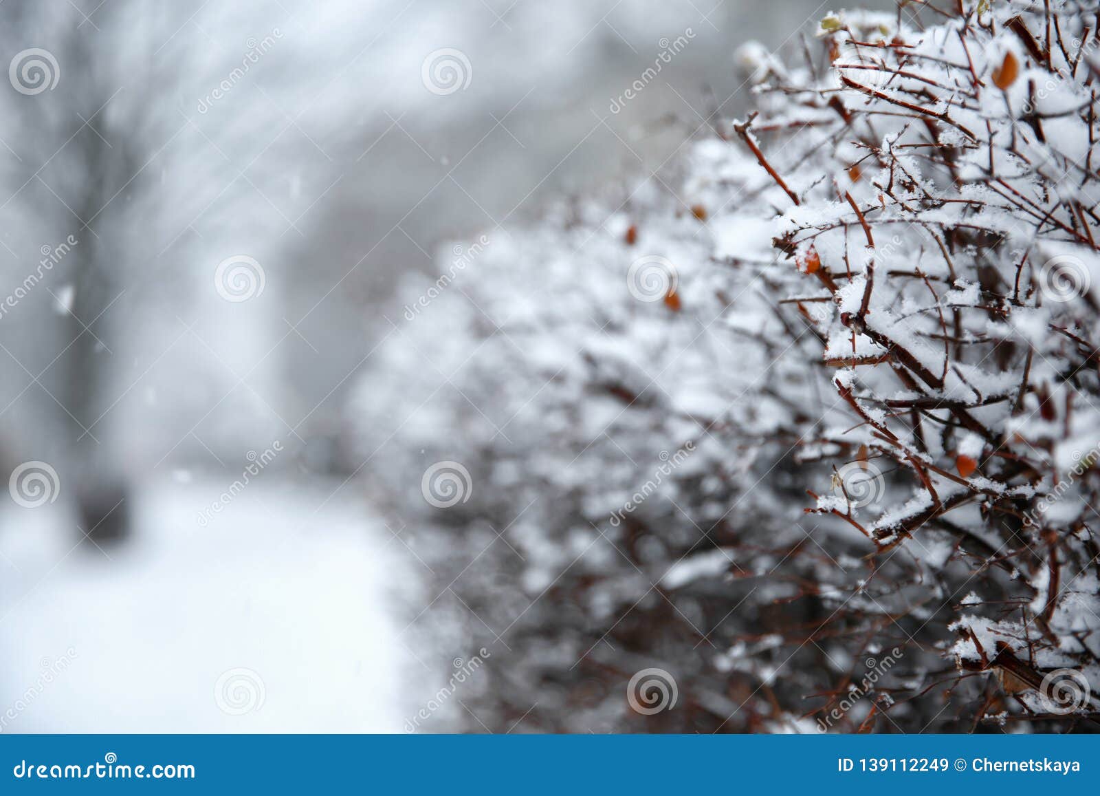Bush Branches Covered with Snow on Storm Day. Stock Image - Image of ...