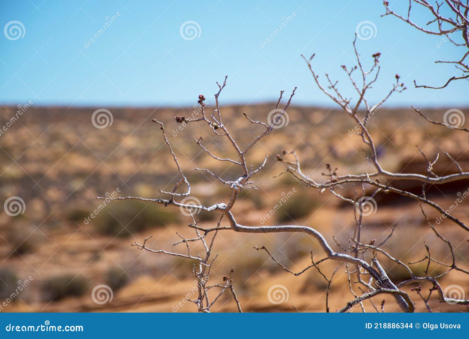 Bush Branches with First Spring Leaves. Arizona Desert Landscape. Stock ...