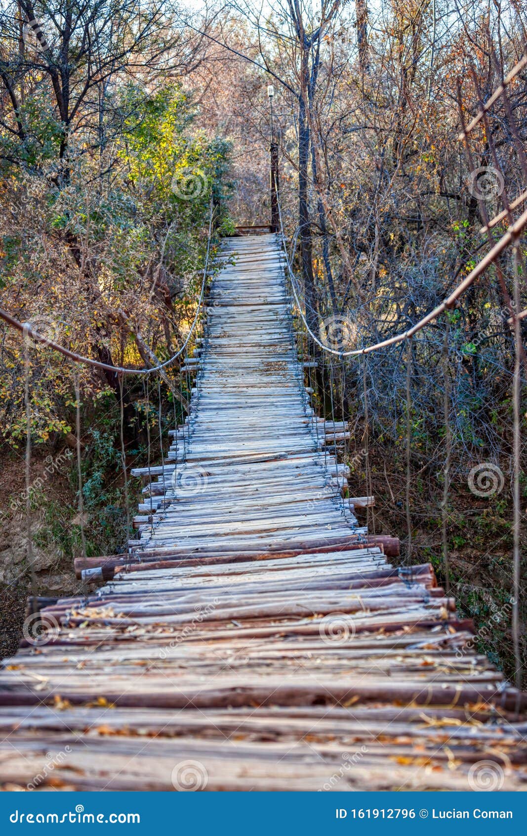 Bush bridge stock photo. Image of shaking, african, forest - 161912796