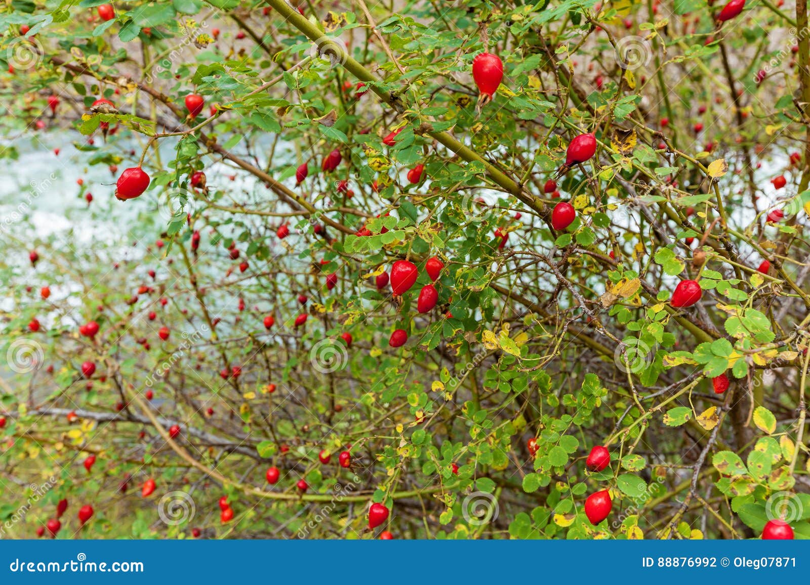 Bush of brier stock photo. Image of food, herb, fresh - 88876992