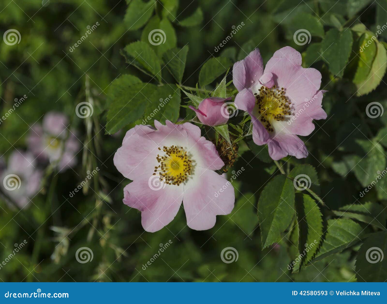 A bush of brier(wild rose) stock image. Image of flower - 42580593