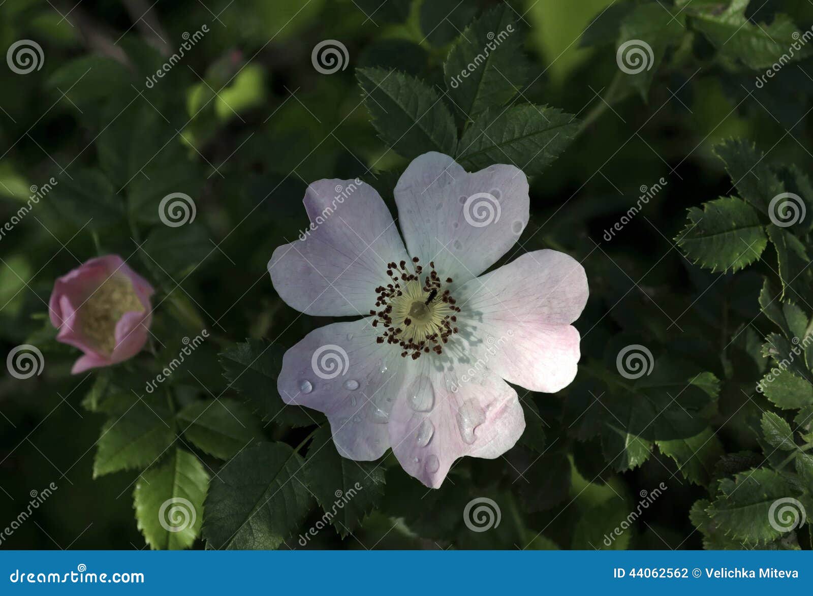A Bush of Brier (wild Rose) is in Spring Stock Photo - Image of branch ...