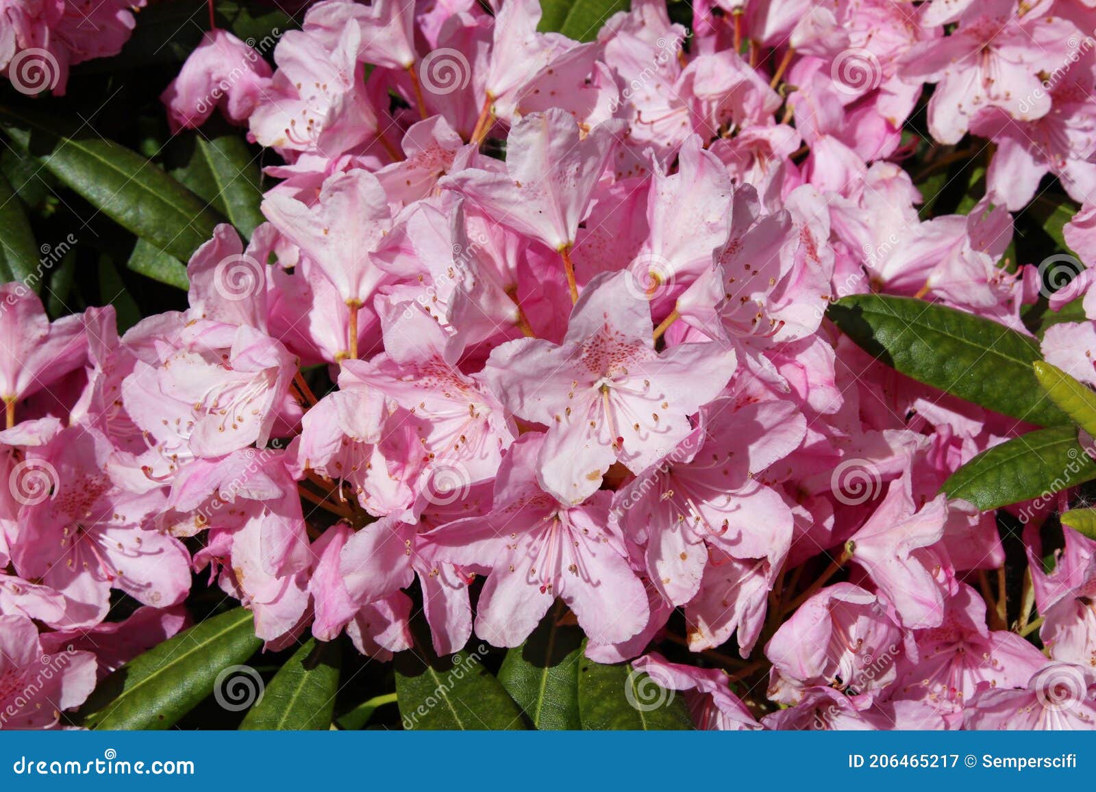 Bush of Bright Pink Azalea Flowers Stock Image - Image of botanical ...