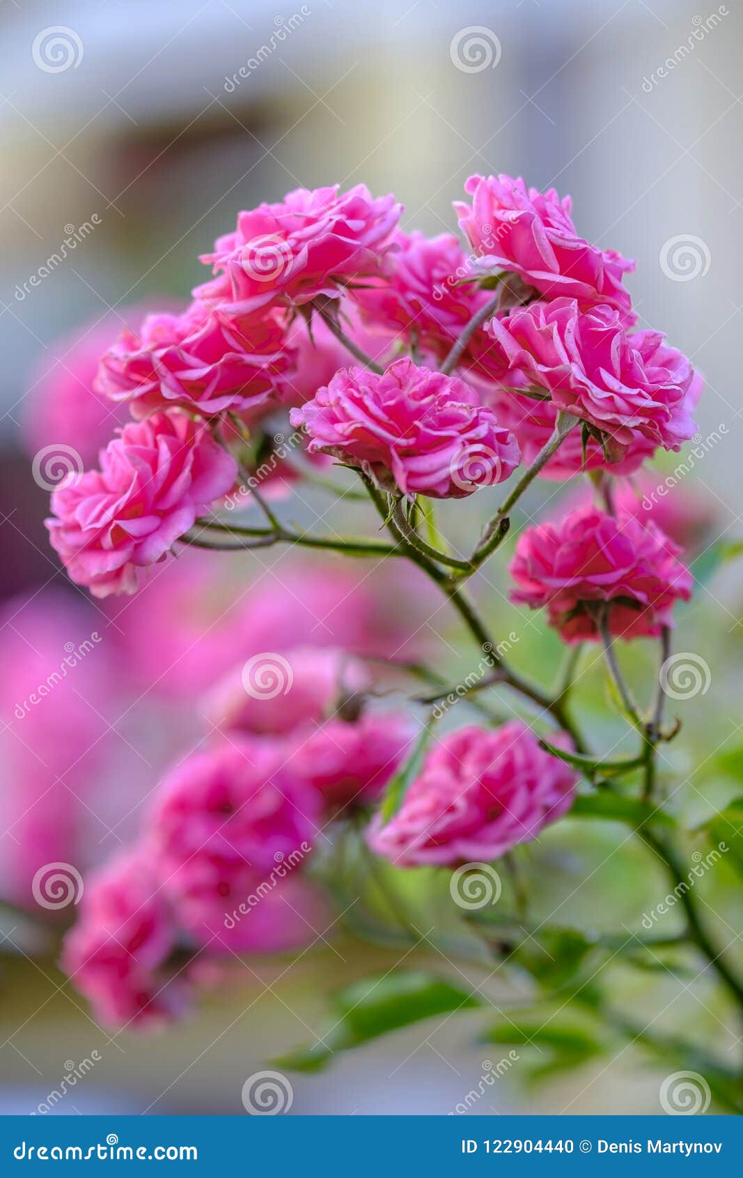 Bush of Bright Pink Roses 2 Stock Photo - Image of grow, beauty: 122904440
