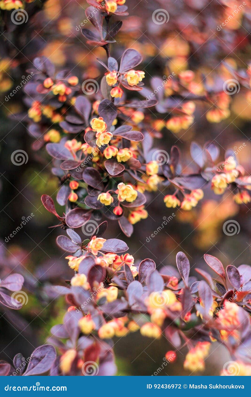 Bush with Brown Leaves and Yellow Flowers Stock Photo - Image of coral ...
