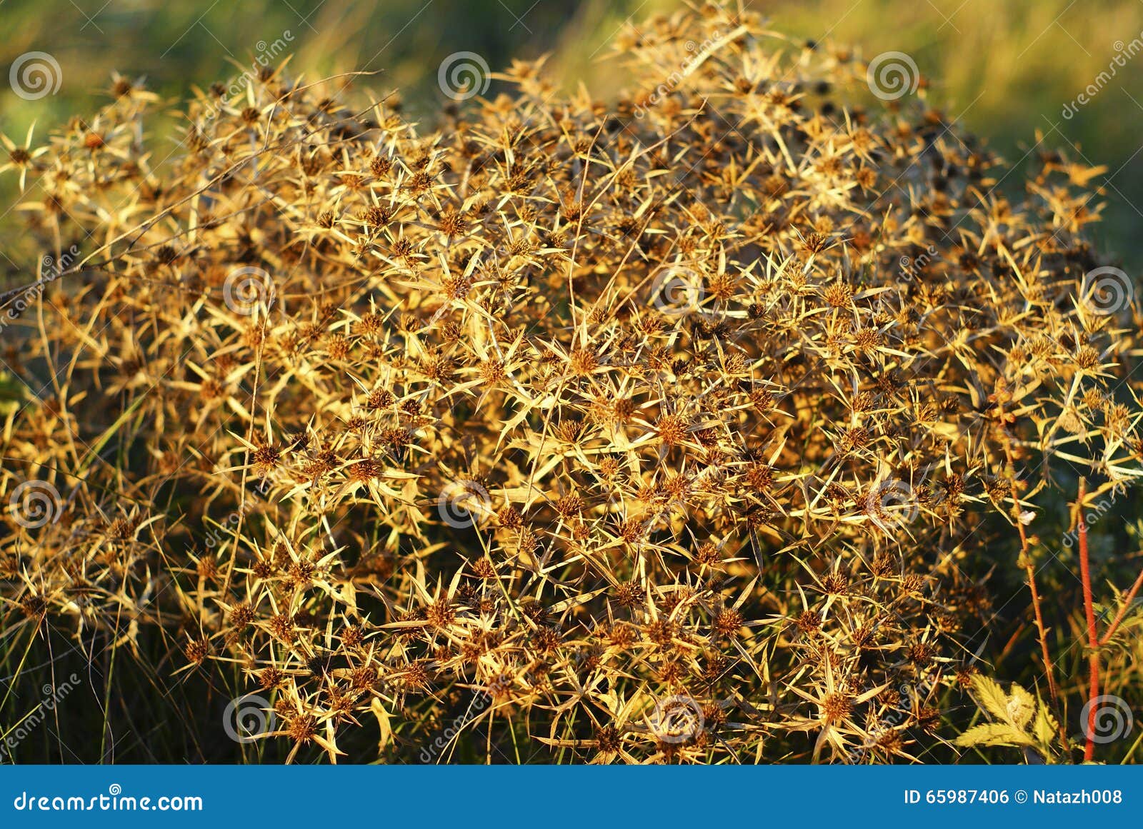 Bush of brown thorns stock photo. Image of sniff, brown - 65987406