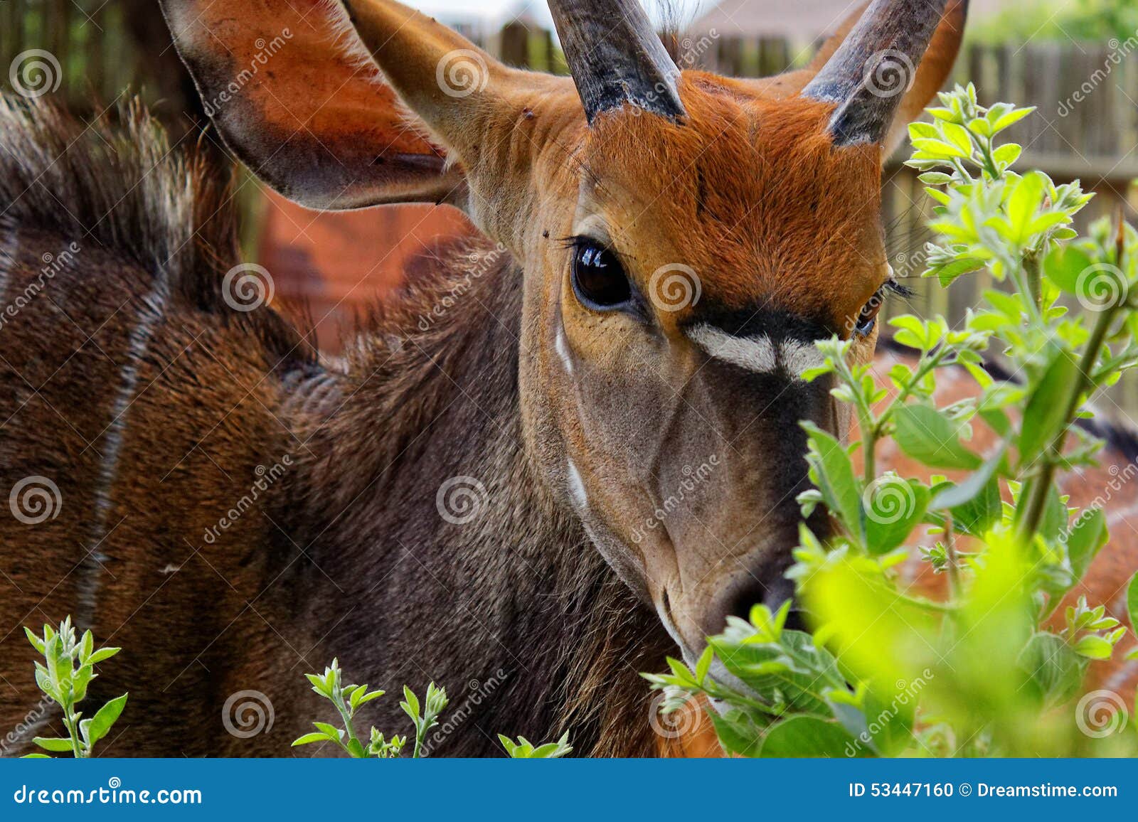 Bush Buck stock photo. Image of eating, male, horns, bush - 53447160