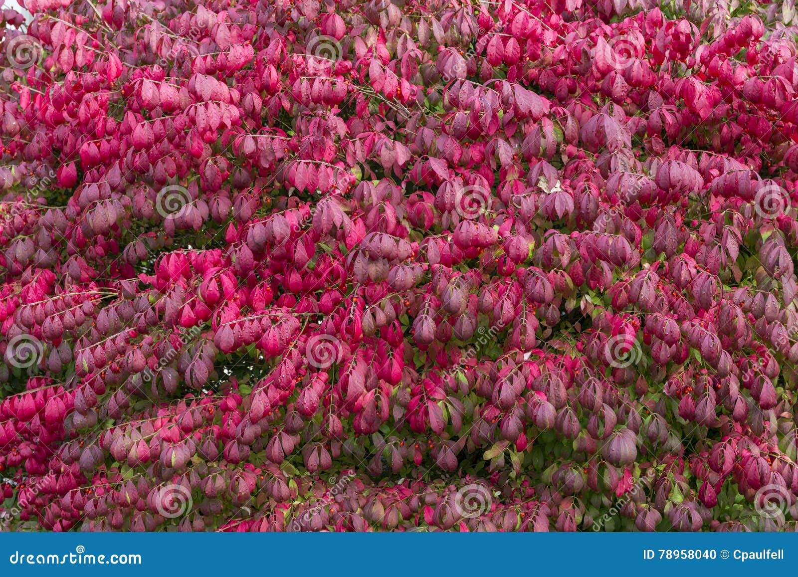 Bush Burning fotografia stock. Immagine di parco, alberino - 78958040