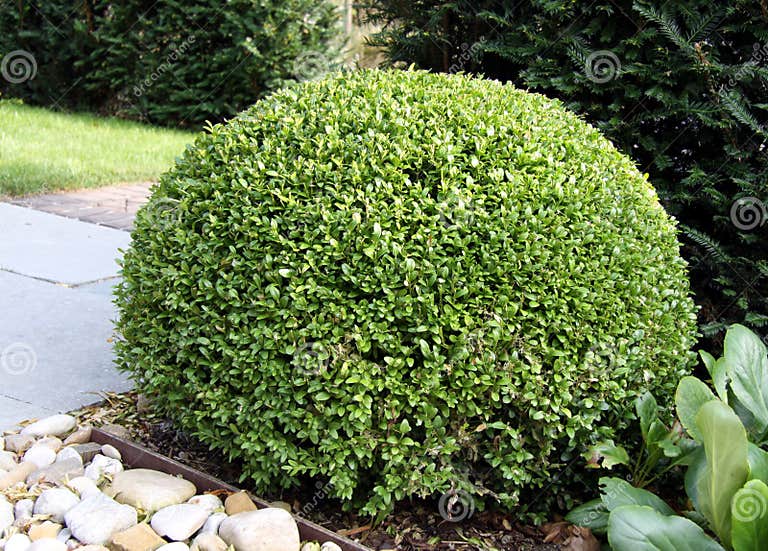 Bush Buxus (Buxus) stock photo. Image of potted, clay - 15886864