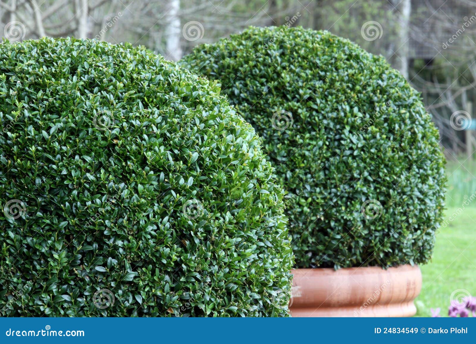 Bush Buxus (Buxus) stock image. Image of decorate, buxus - 24834549