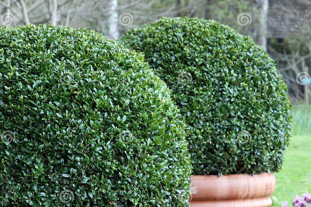 Bush Buxus (Buxus) stock image. Image of decorate, buxus - 24834549