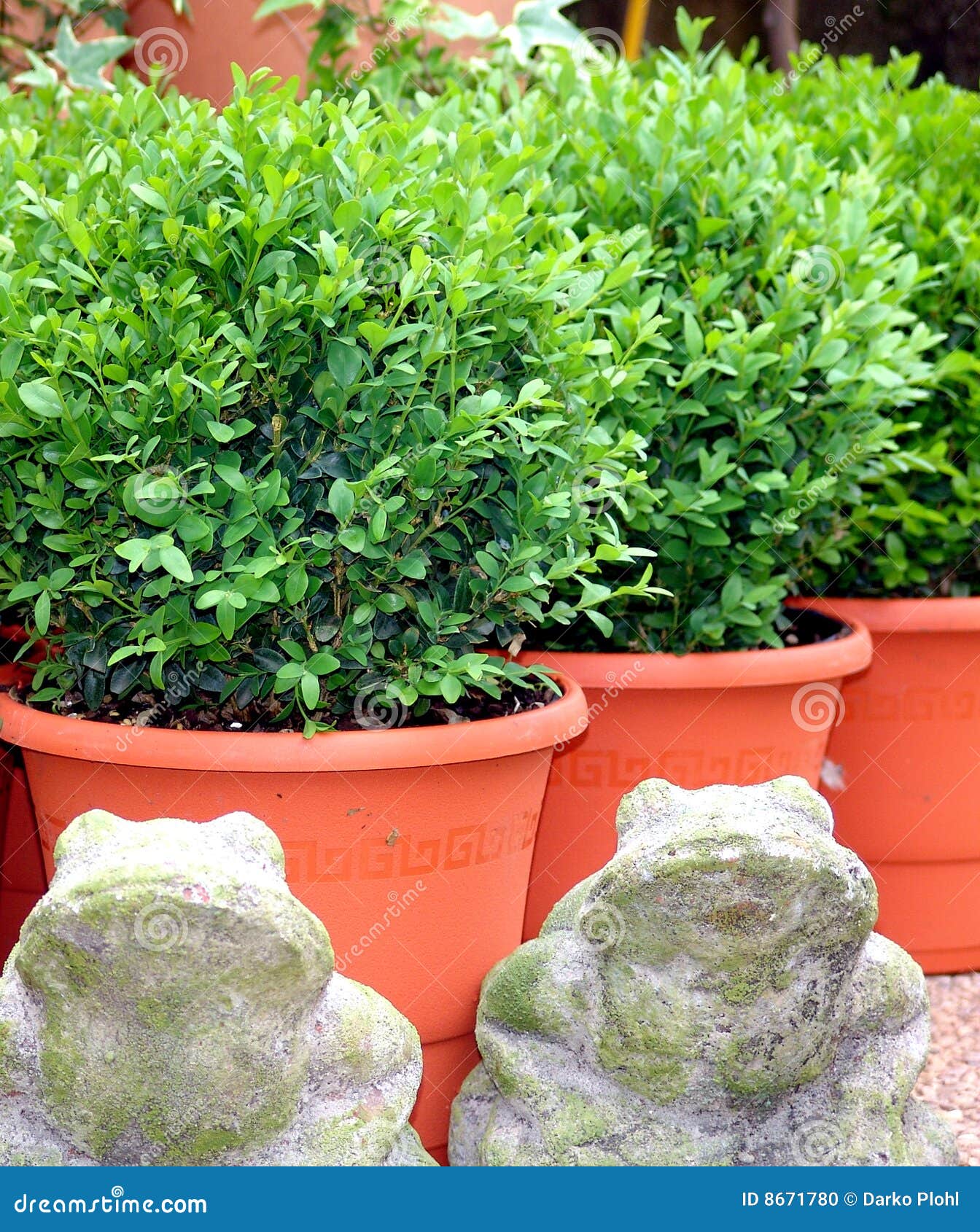 Miniature Buxus Microphylla, The Japanese Box Or Little Leaf Box On ...