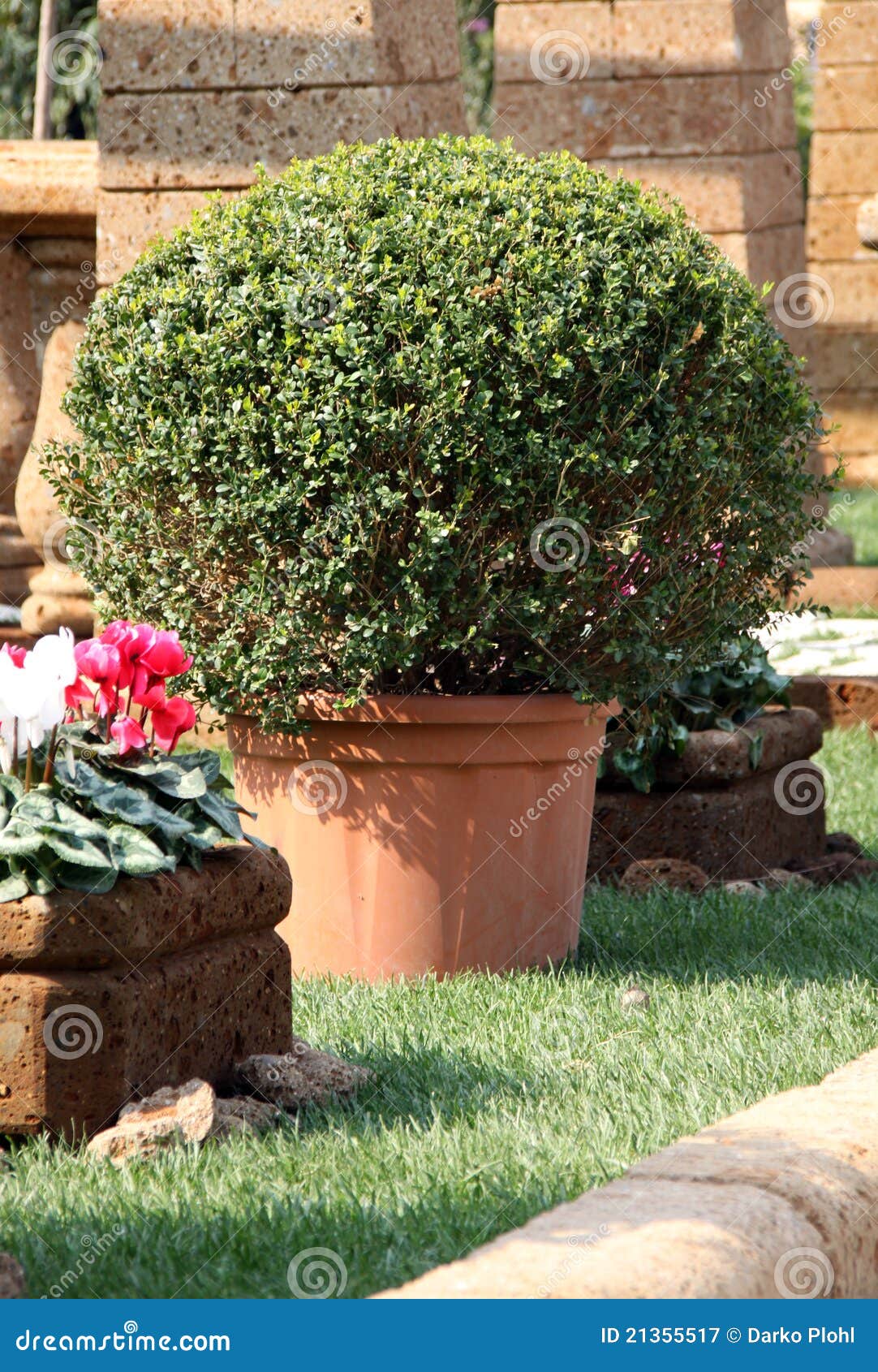 Bush Buxus in the pot stock image. Image of stone, bush - 21355517