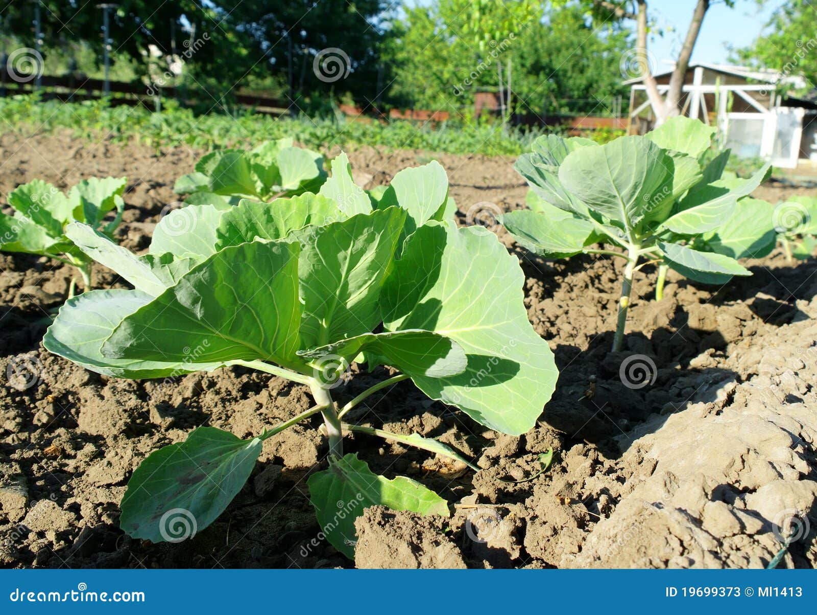 Bush cabbage stock image. Image of design, healthy, cabbage - 19699373