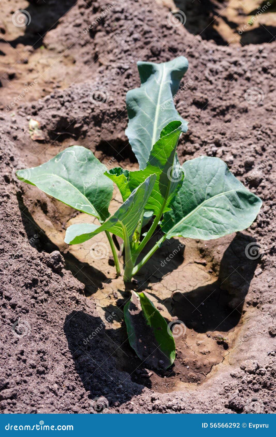 Bush cabbage stock photo. Image of plowed, vegetarian - 56566292