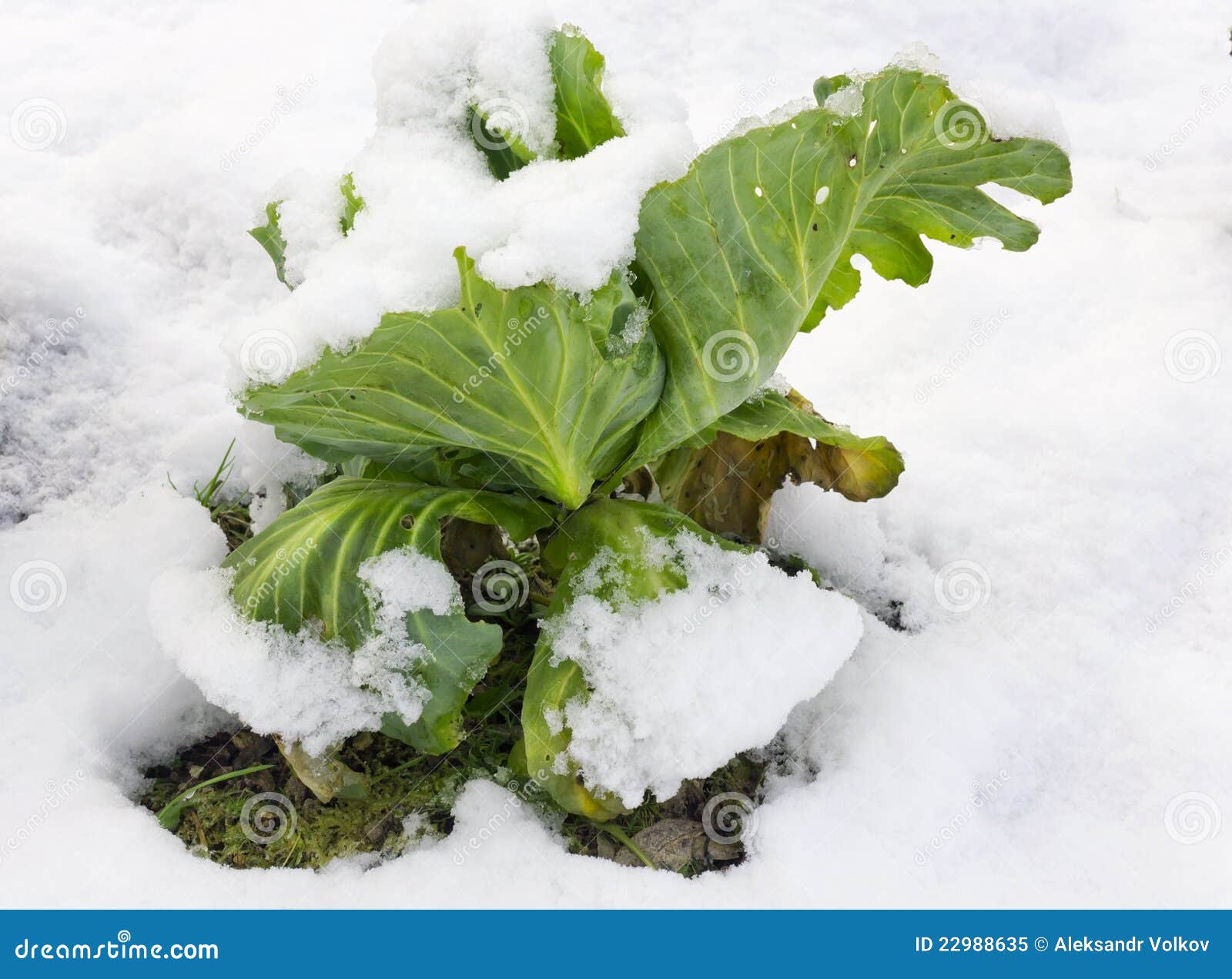Bush Cabbage Under the Snow Stock Image - Image of garden, cabbage ...