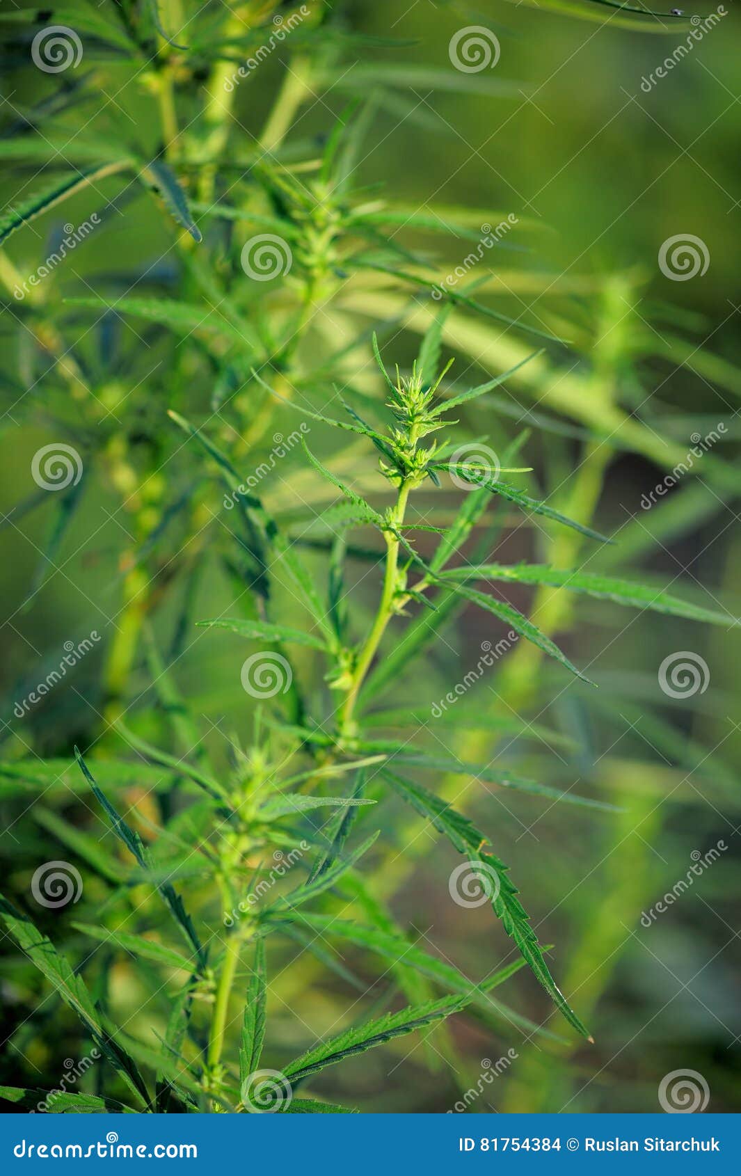 Bush cannabis stock photo. Image of flora, drug, farm - 81754384