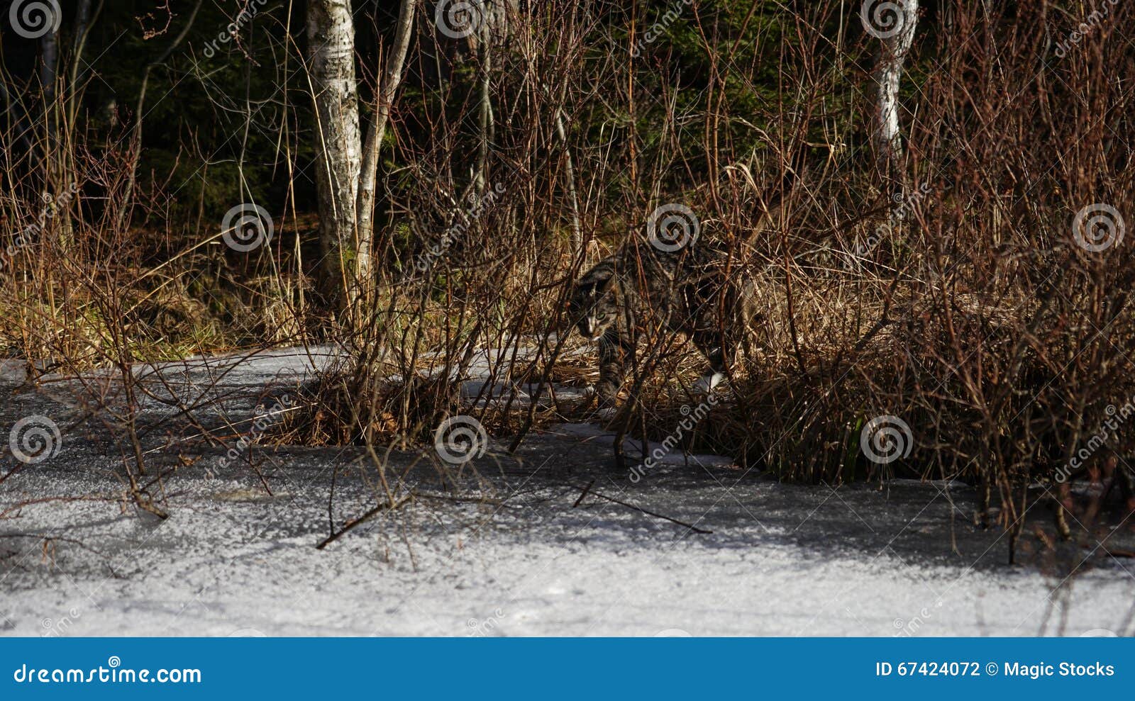 Bush cat stock photo. Image of frozen, cold, lake, snow - 67424072