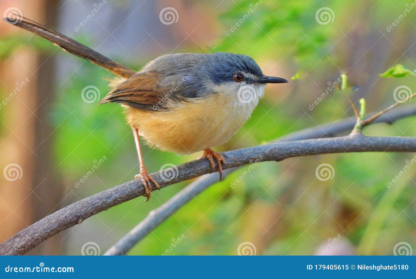 Bush chat bird stock image. Image of closeup, tinybird - 179405615
