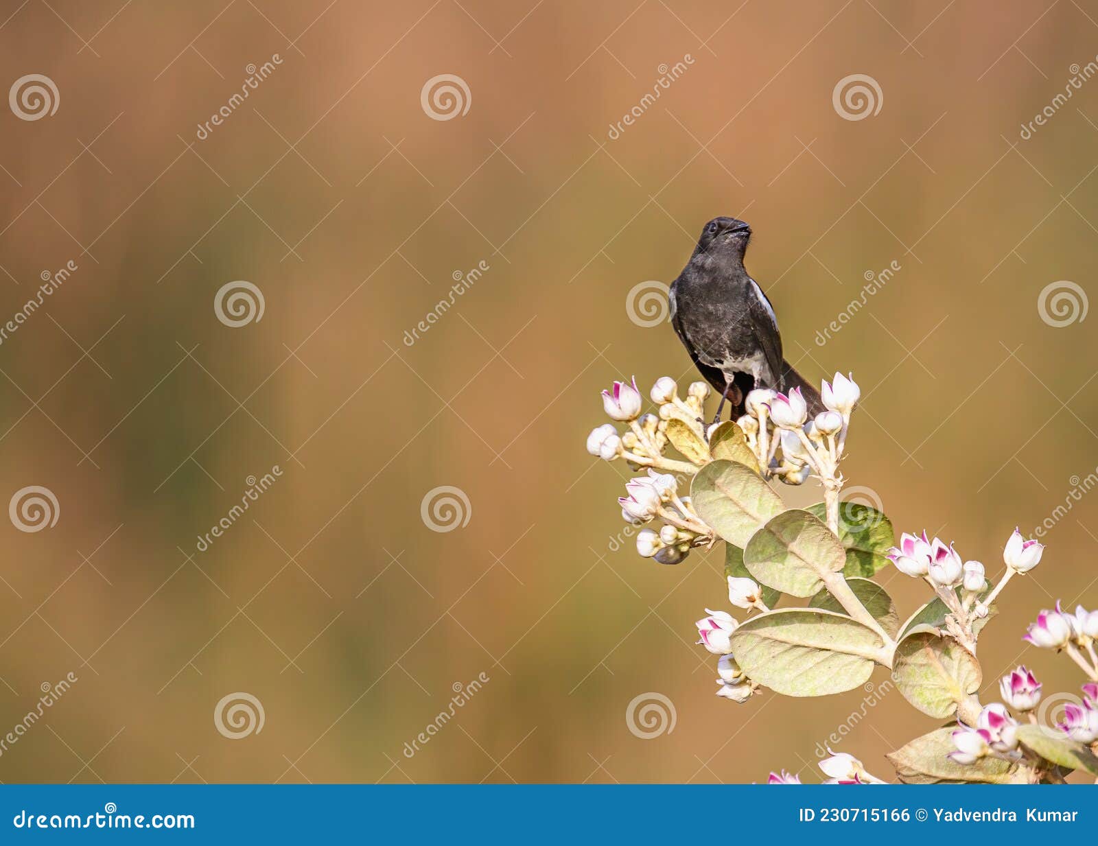 Bush Chat on a Flower Plant Stock Photo - Image of exotic, wildlife ...
