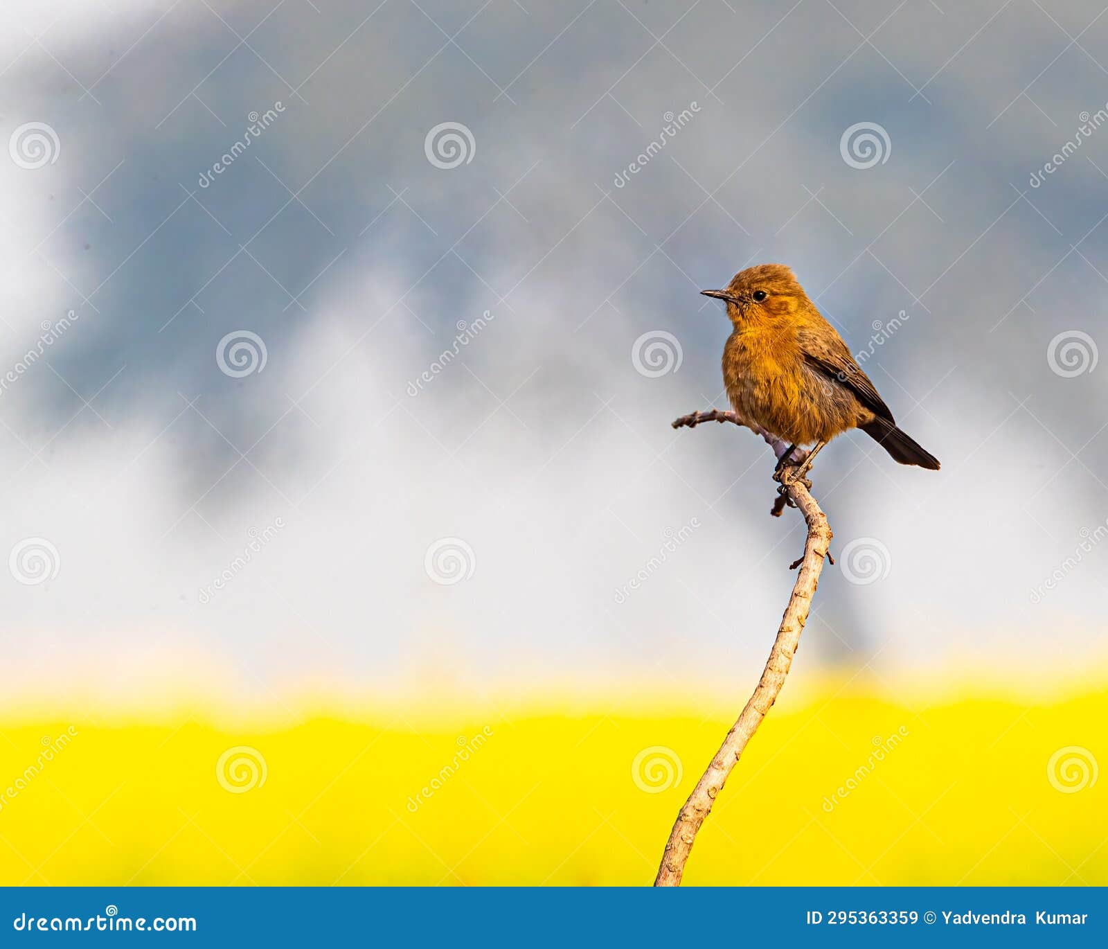 A Bush Chat stock image. Image of perched, background - 295363359
