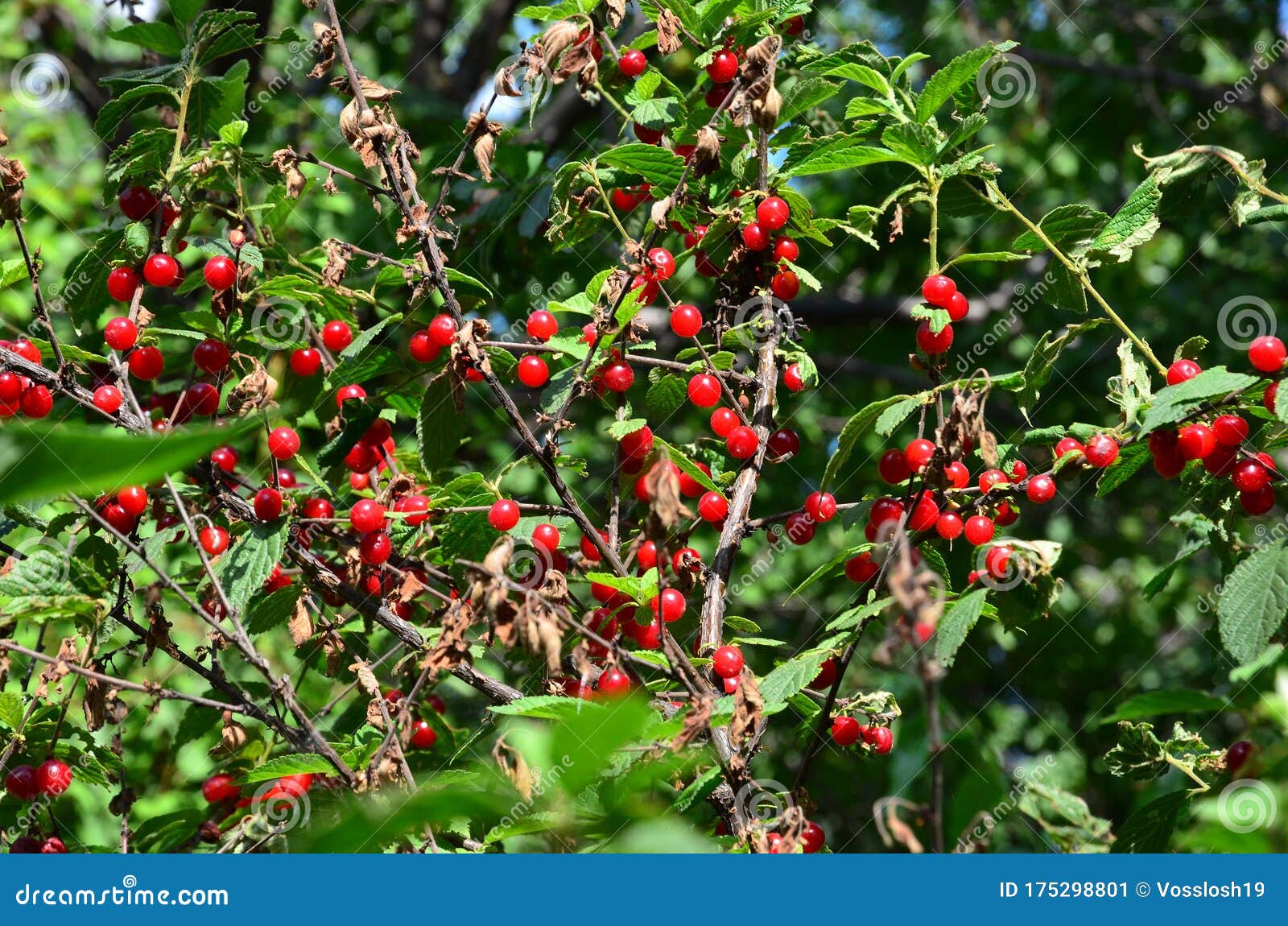 Bush of Chinese Felt Cherry with Ripe Berries in a Drought. Stock Image ...