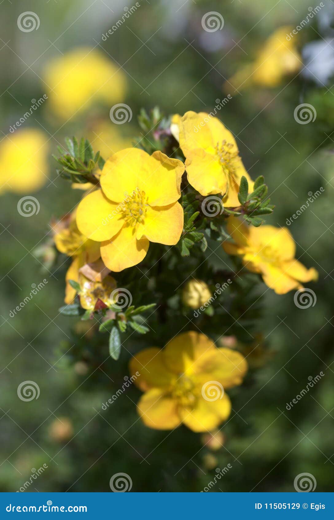 Bush cinquefoil stock image. Image of blooms, flow, bush - 11505129