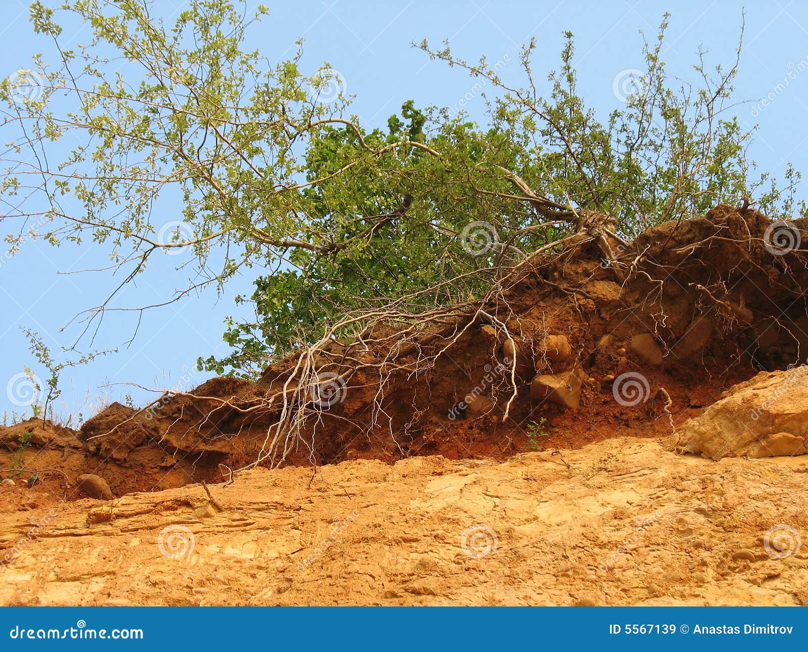Bush on a clay hill stock image. Image of green, roots - 5567139