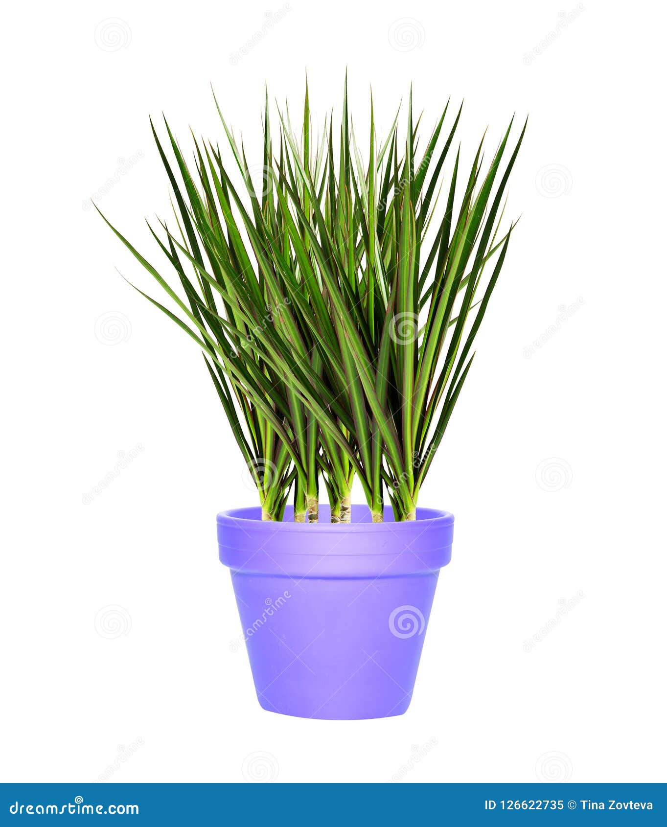 Bush in a clay pot stock image. Image of cuisine, clay - 126622735