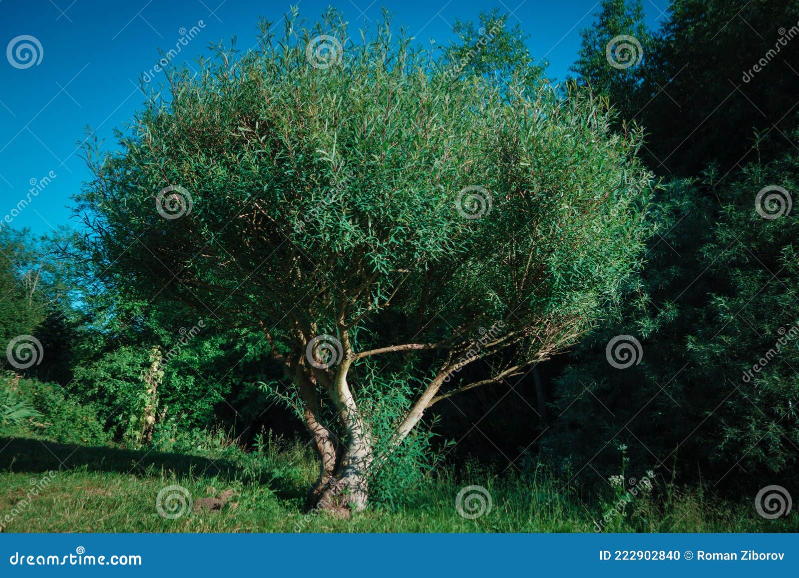 A Bush in a Clearing in the Forest Stock Photo - Image of shrub ...