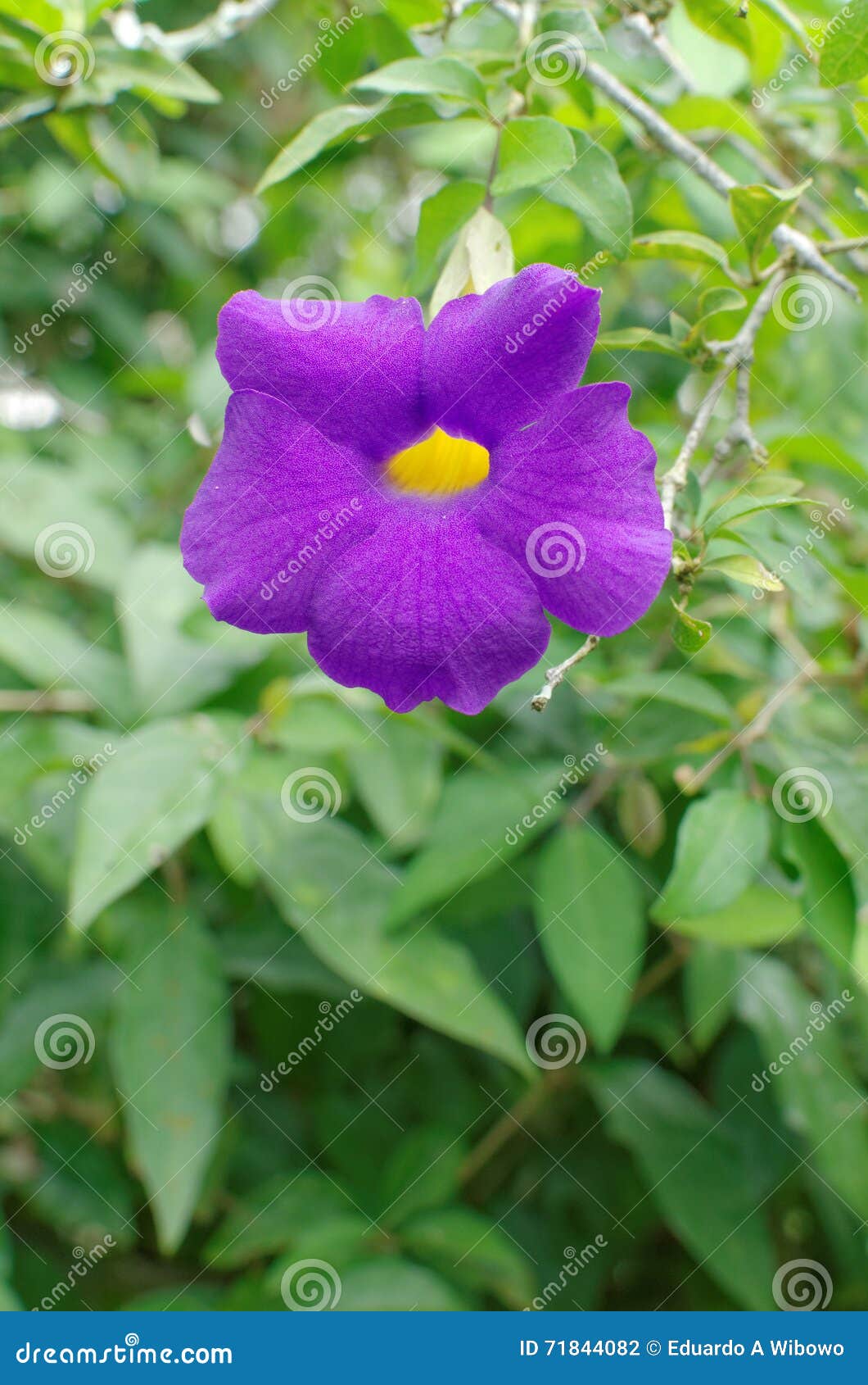Bush Clock Vine or Thunbergia Erecta Stock Photo - Image of natural ...