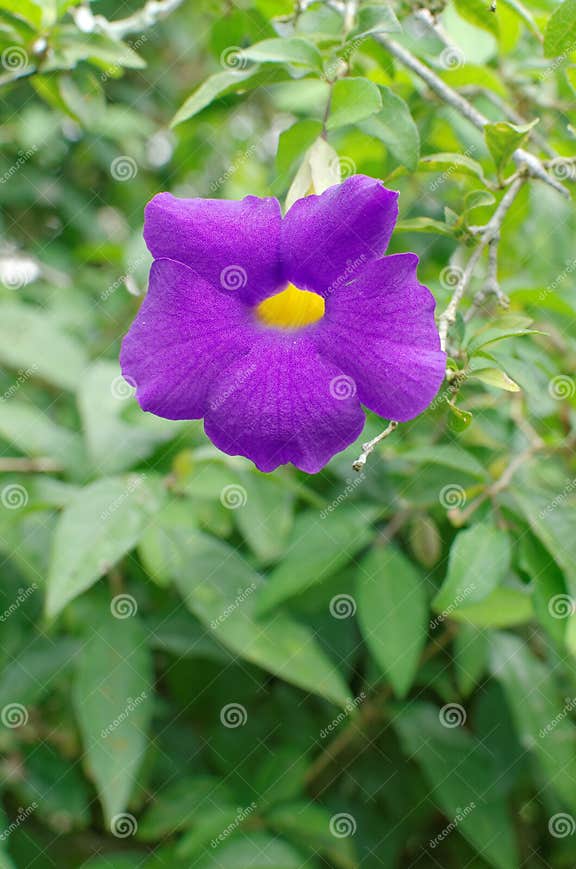 Bush Clock Vine or Thunbergia Erecta Stock Photo - Image of natural ...