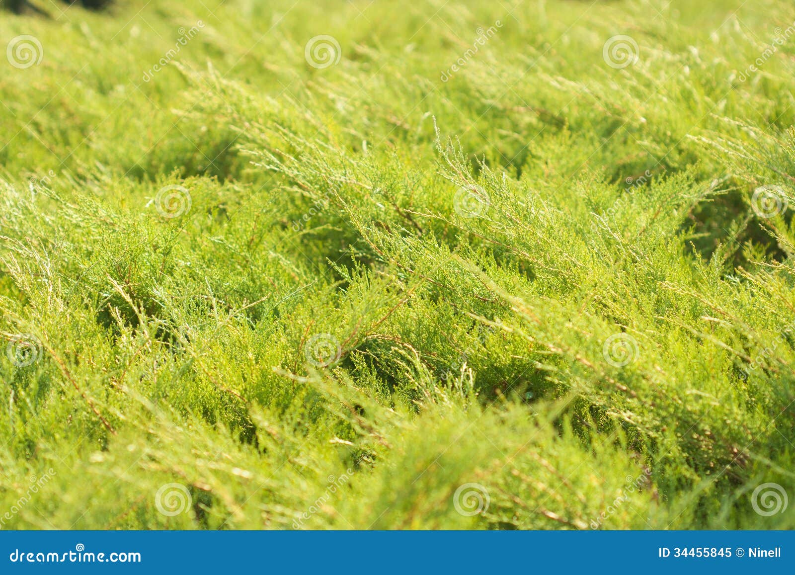 Bush stock image. Image of carpet, field, ground, close - 34455845