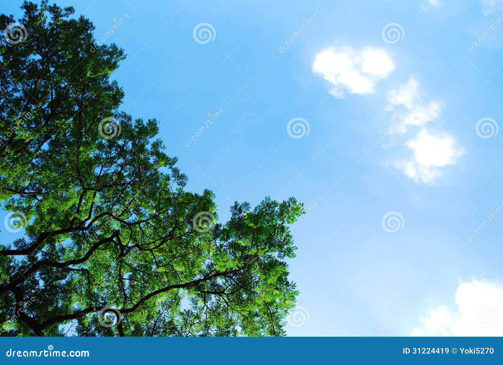 Bush and cloud stock image. Image of natural, nature - 31224419