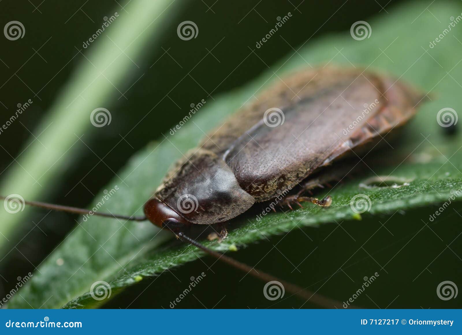 A bush cockroach stock image. Image of brown, close, plant - 7127217